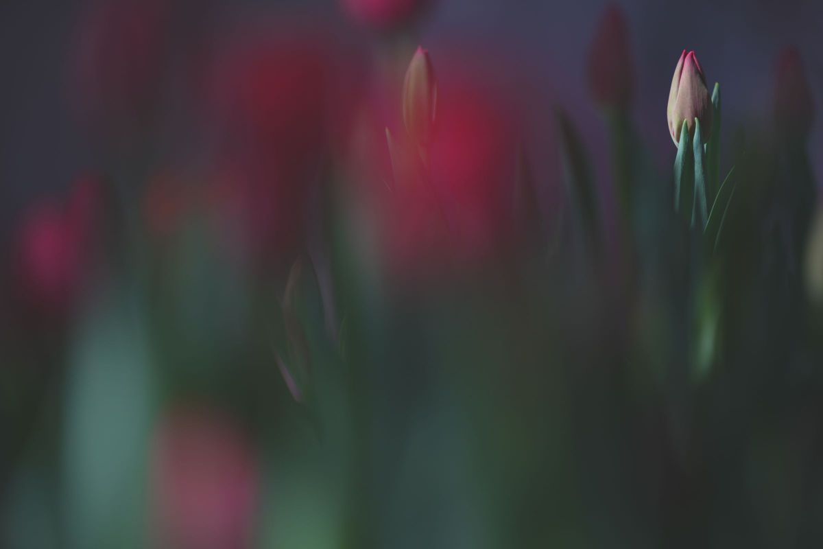 春はまだか？ | GANREF