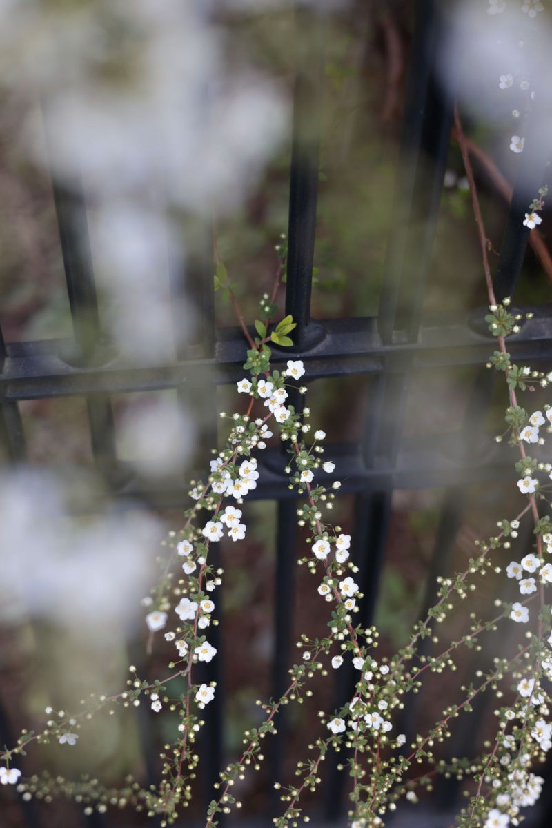 ユキヤナギ | GANREF