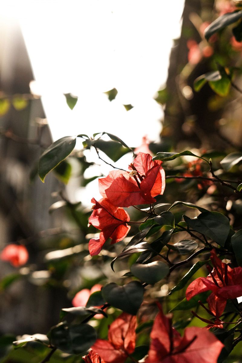 一陽来復 | GANREF