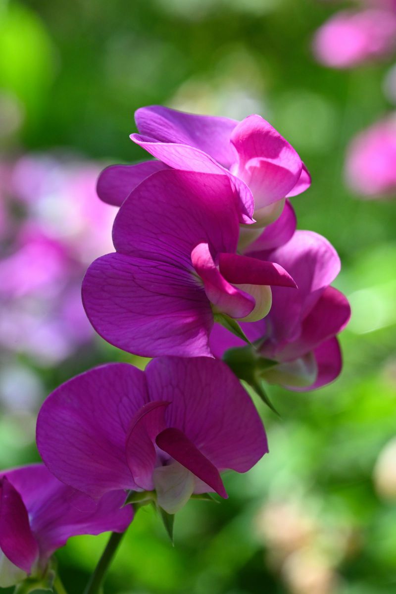 Sweet Pea | GANREF