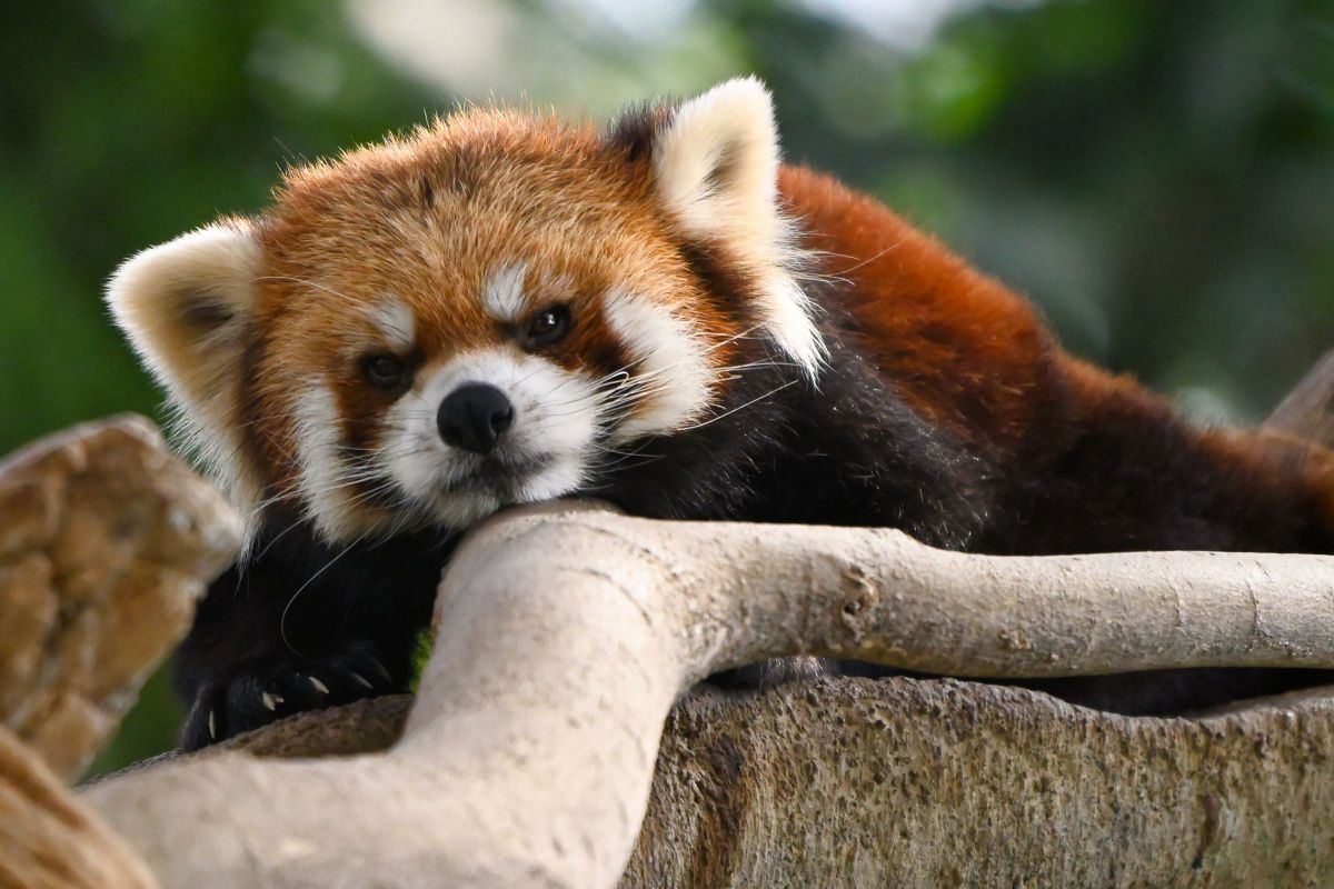 Red Panda | GANREF