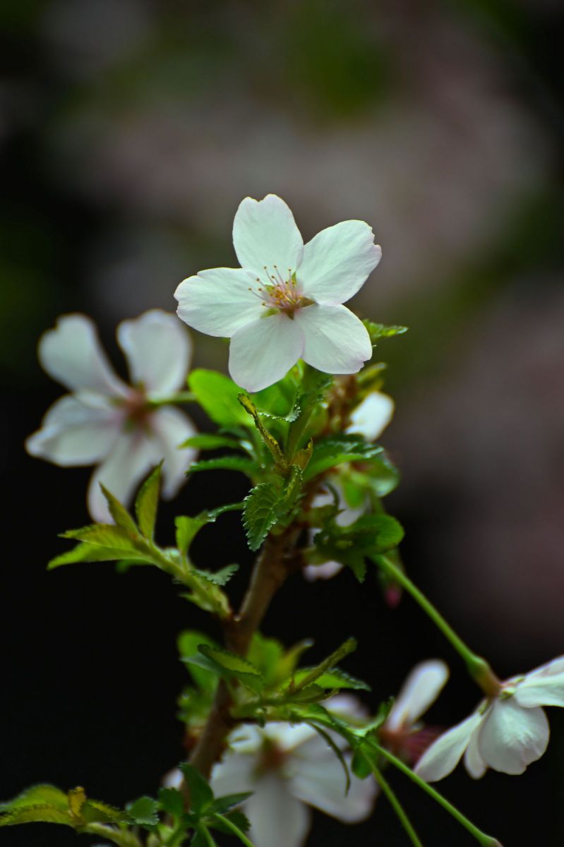 cherry blossoms | GANREF