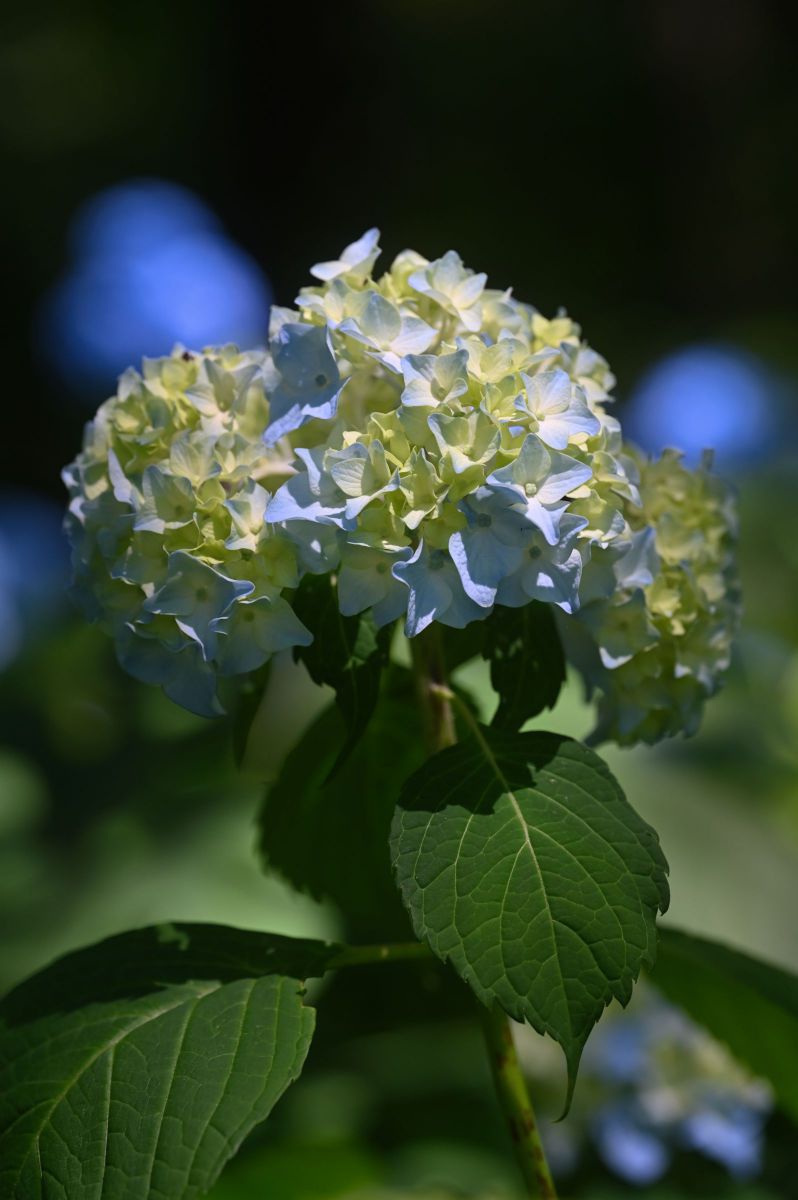 Hydrangea | GANREF