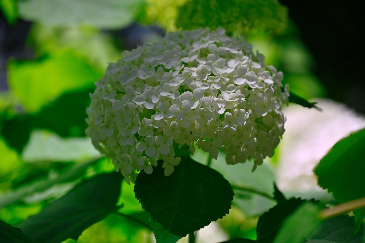 Hydrangea | GANREF