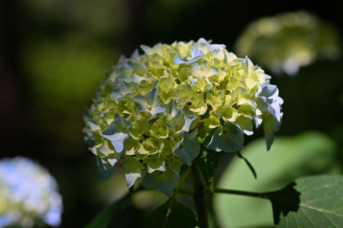 hydrangea | GANREF