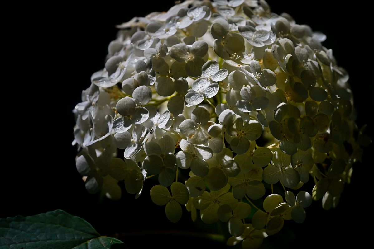 White Hydrangea | GANREF