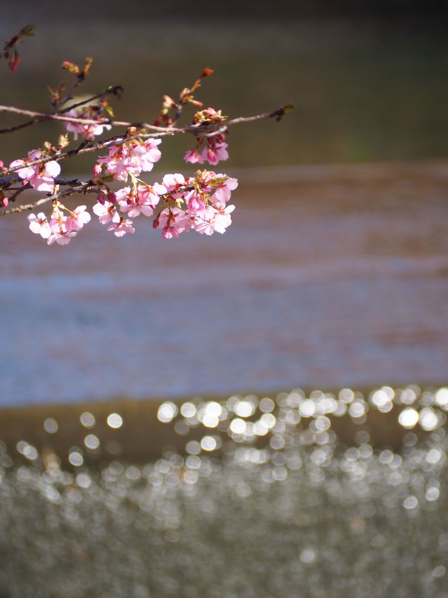 Sparkle of the stream and sakura | GANREF