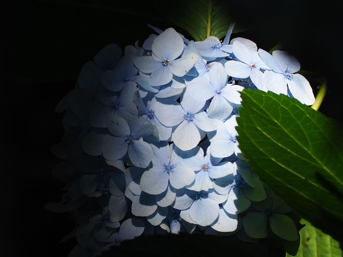 Blooming in a place of light | GANREF