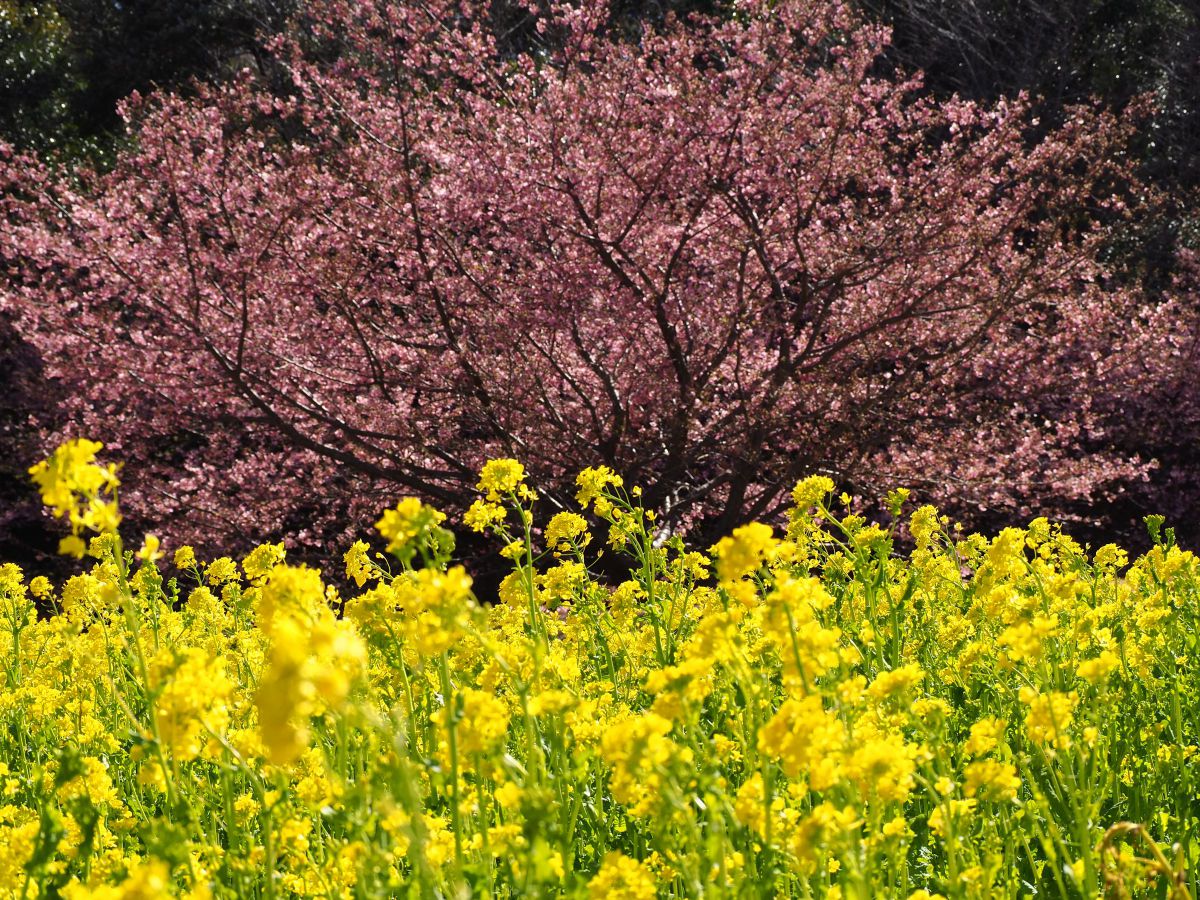 cherry blossoms and rape blossoms | GANREF