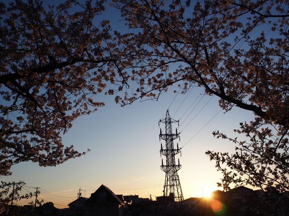 Cherry blossoms in the evening | GANREF