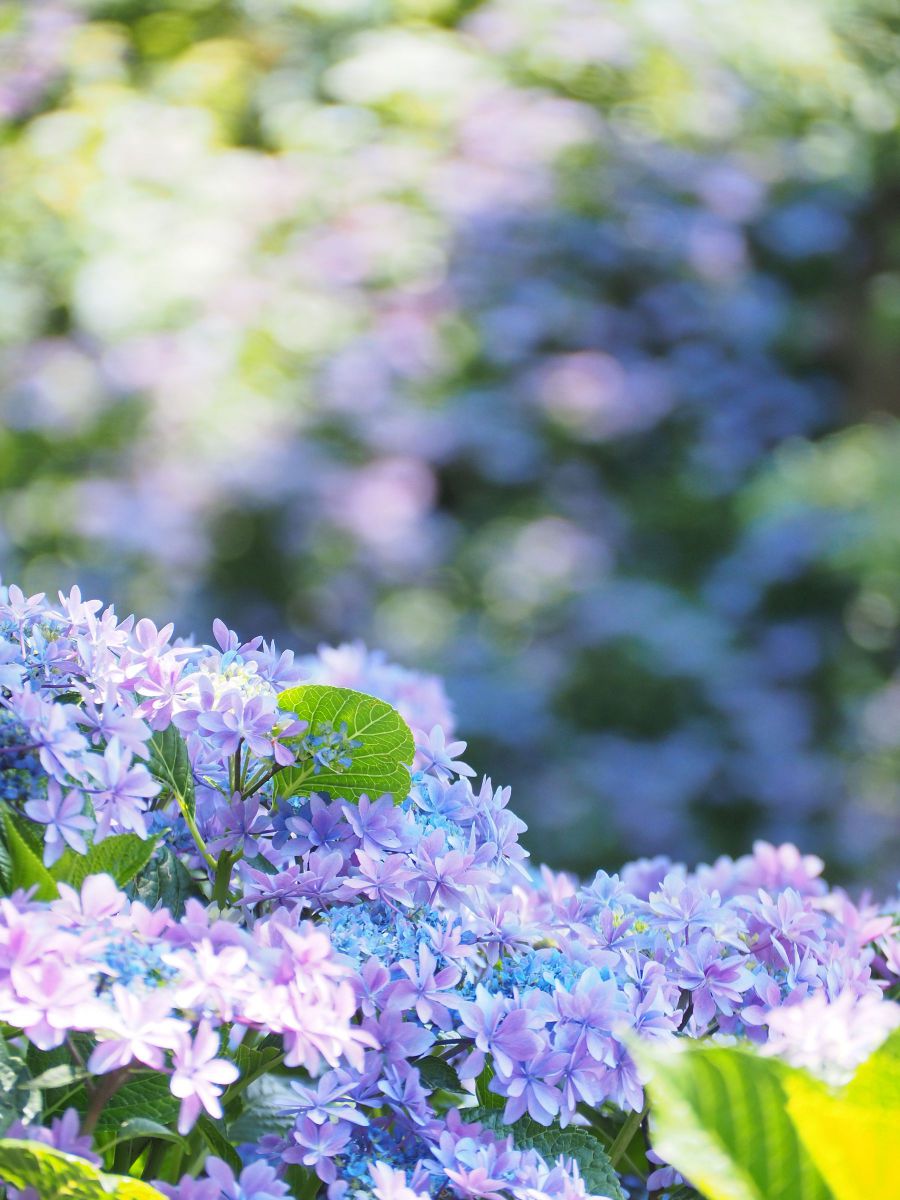 In the glittering light | GANREF