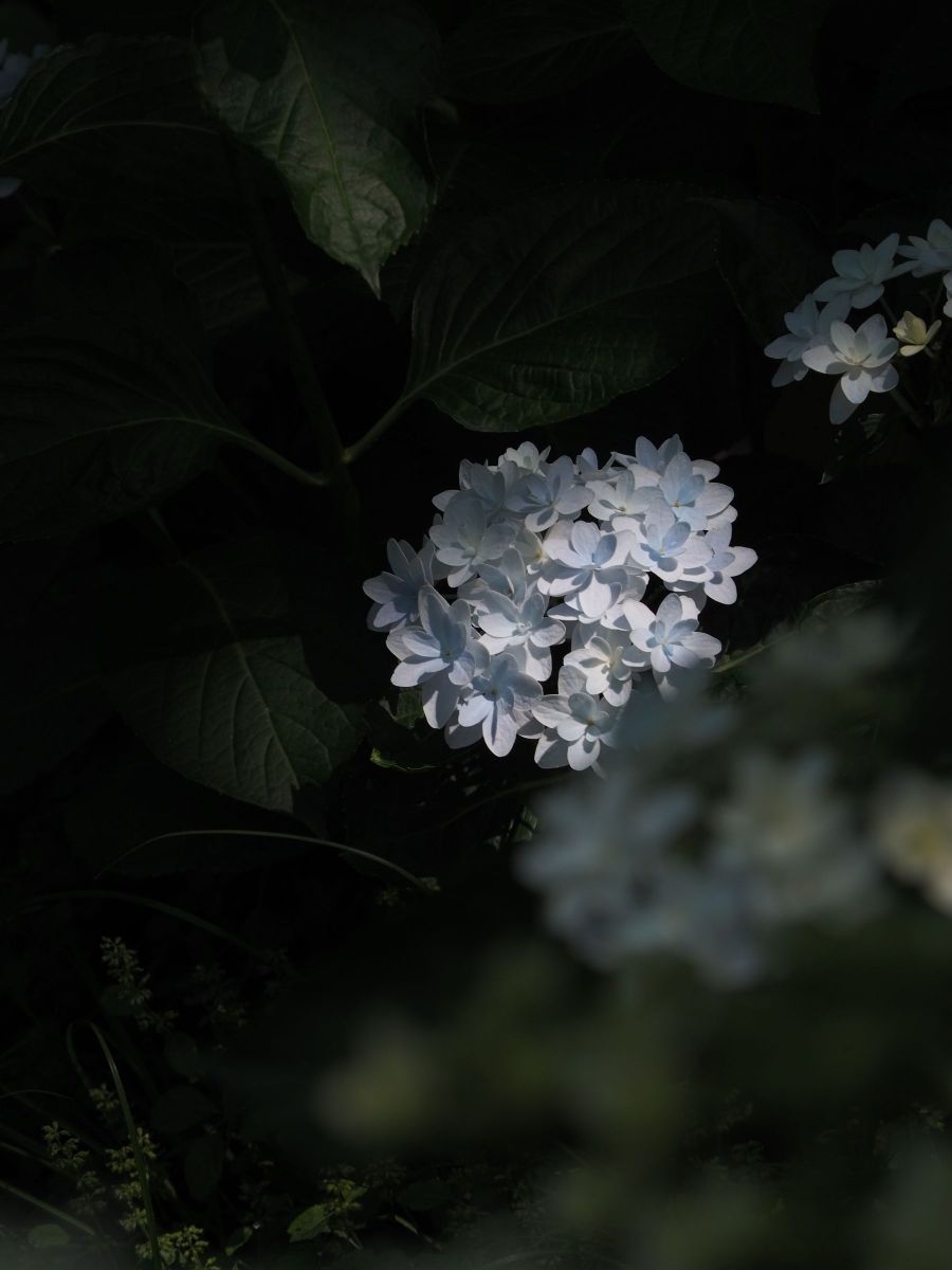 Receiving the gentle light | GANREF