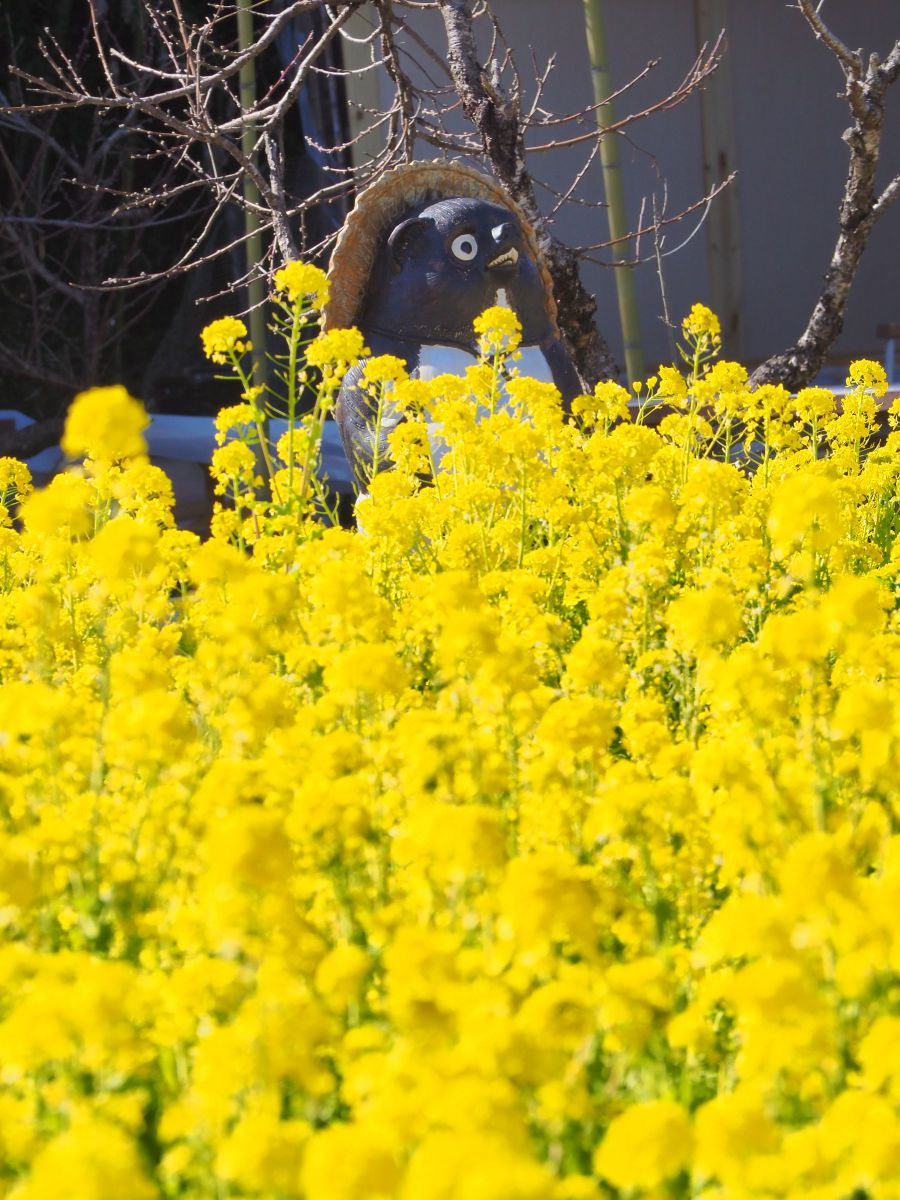Tanuki that shines in the rape blossoms | GANREF