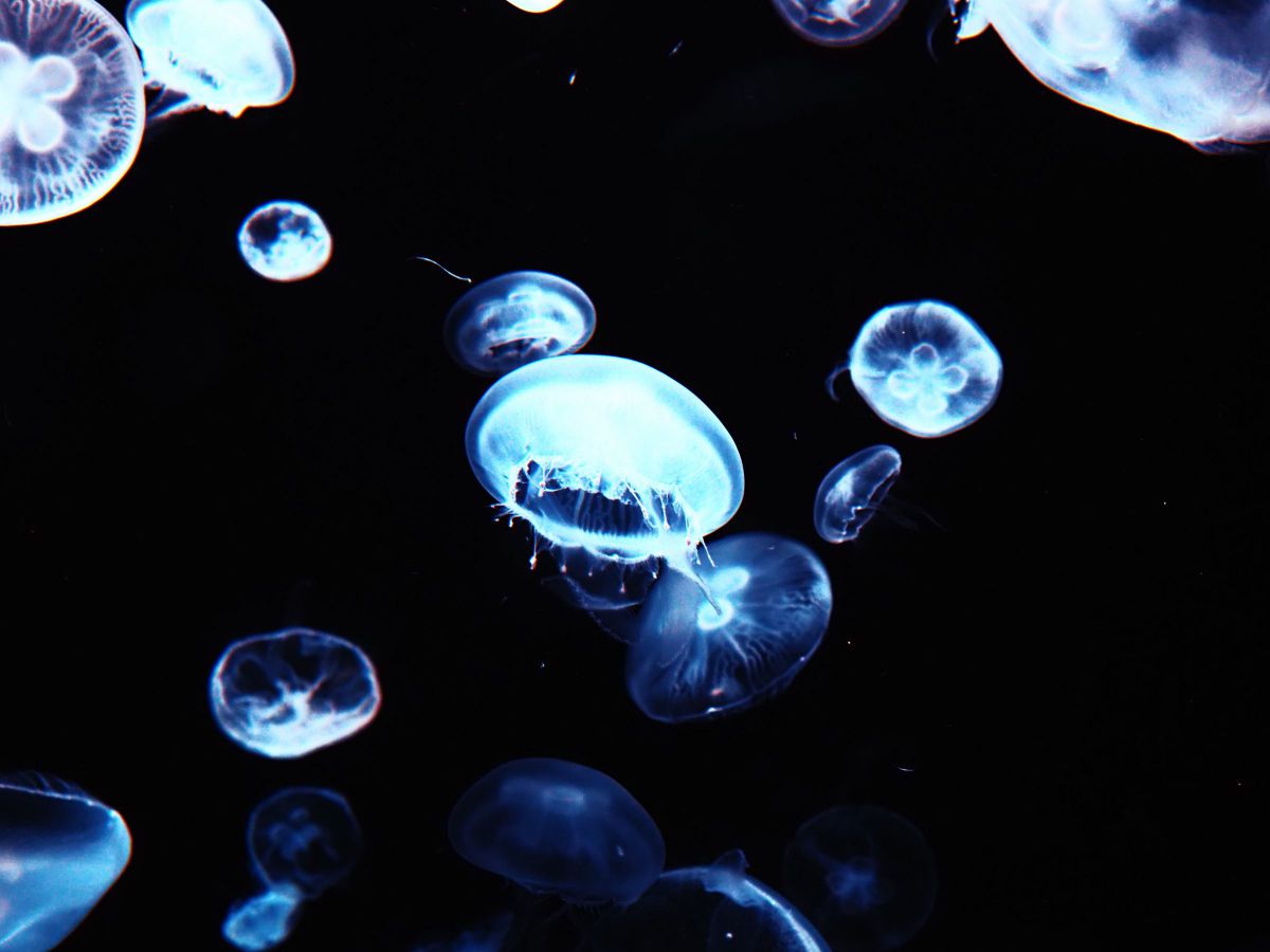 As if floating in space | GANREF