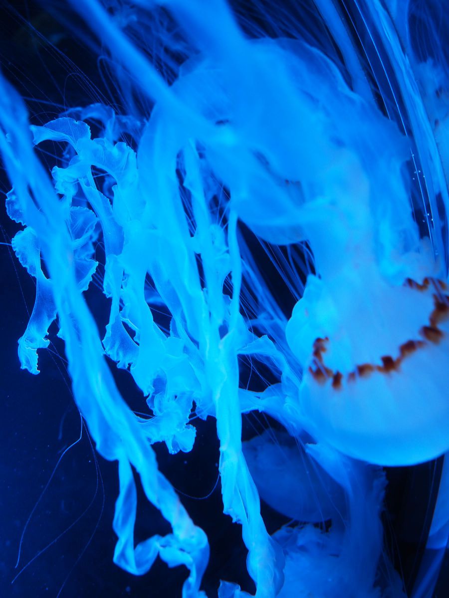 wander like a ghost | GANREF