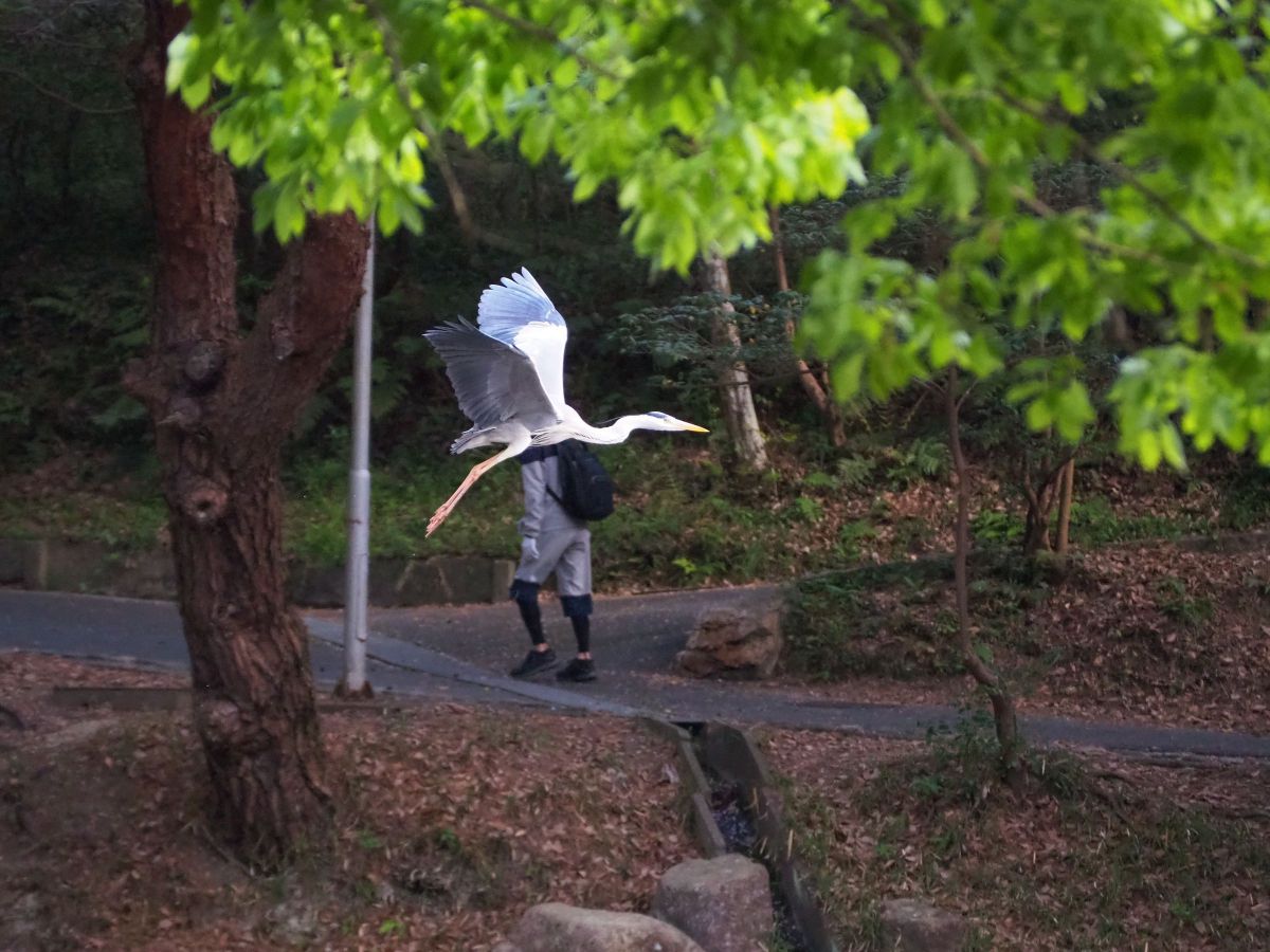 People walk, birds flap their wings | GANREF