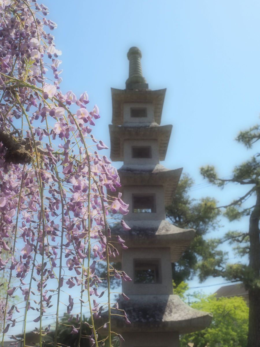 wisteria flowers and stone pagoda | GANREF