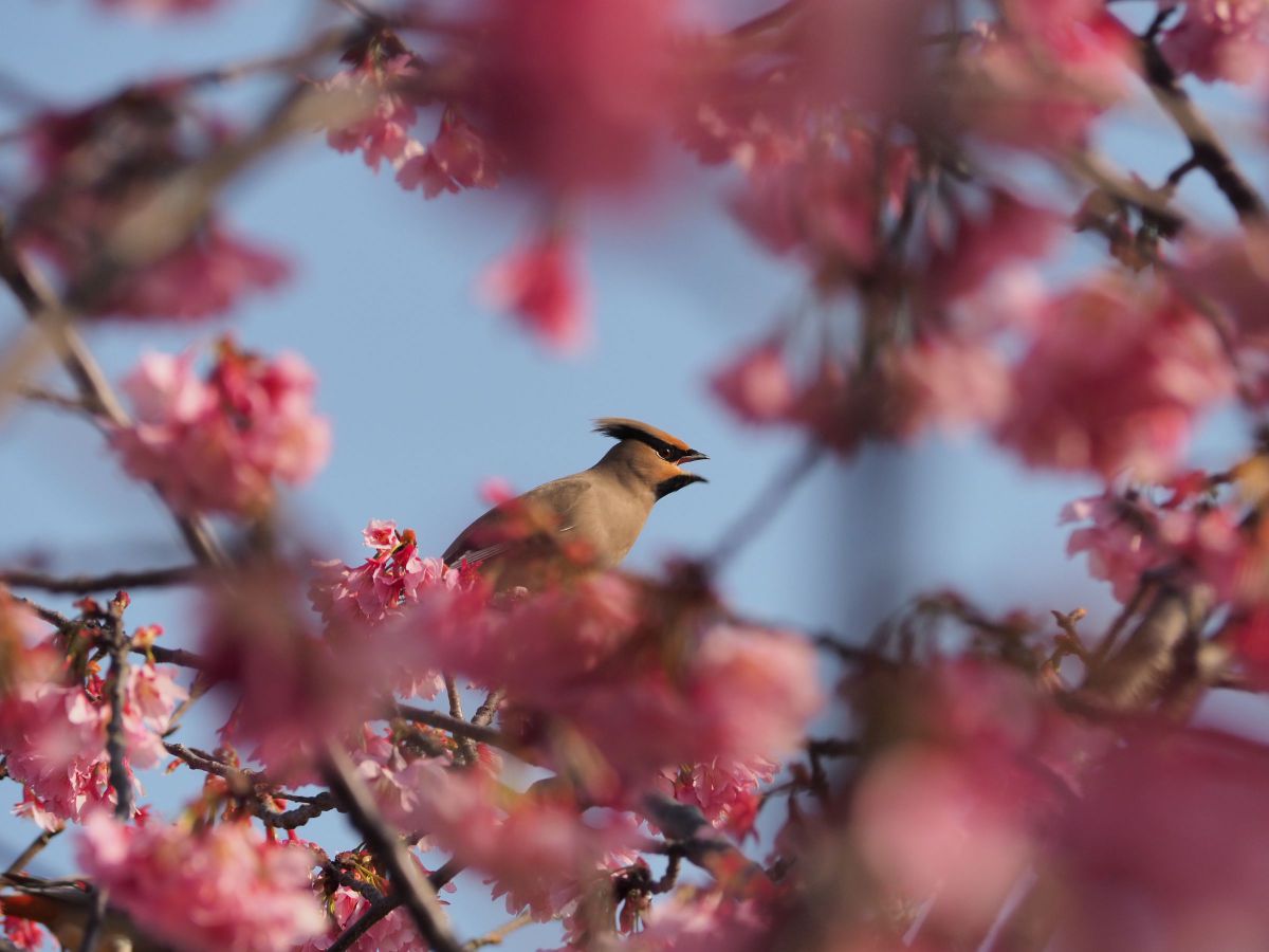 Crying surrounded by cherry blossoms | GANREF