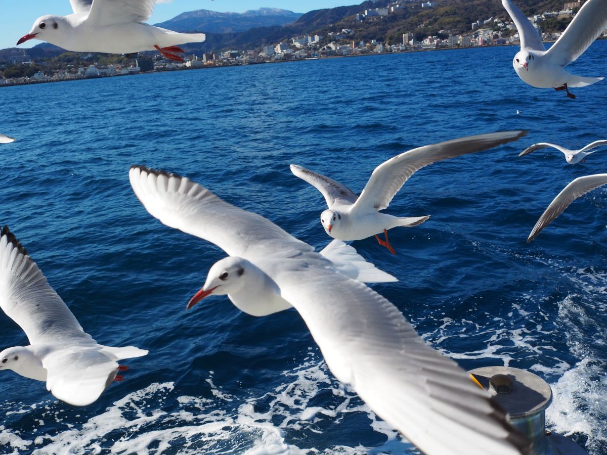 Would you like to fly with me? | GANREF