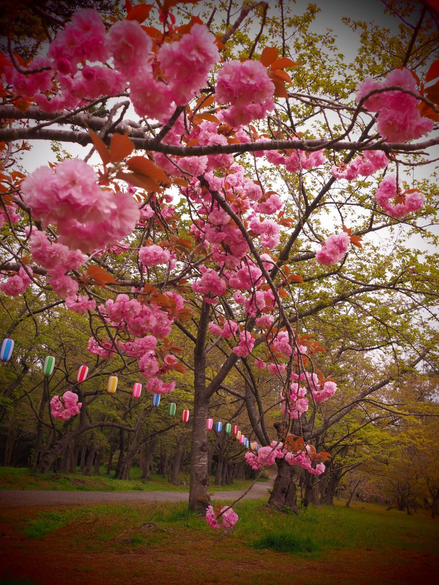 lingering scent of spring | GANREF