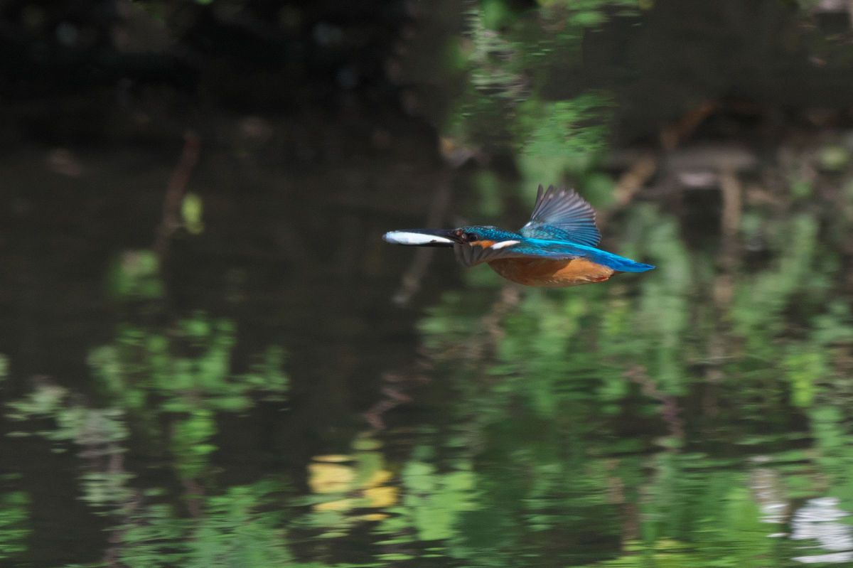 カワセミ5552 | GANREF