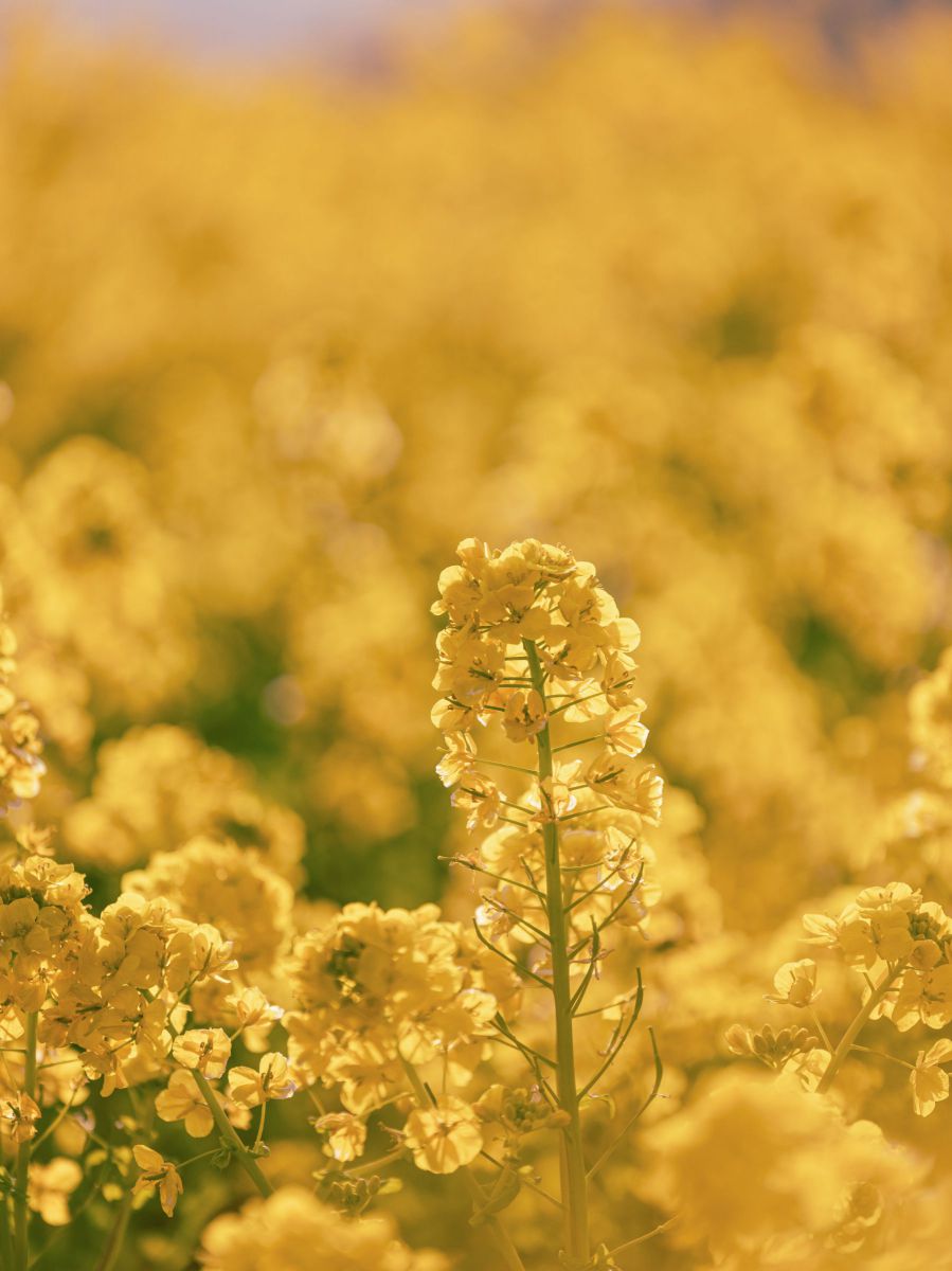 soft yellow | GANREF