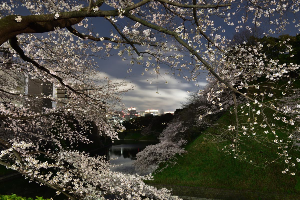 今年の桜はこれだけ…orz | GANREF