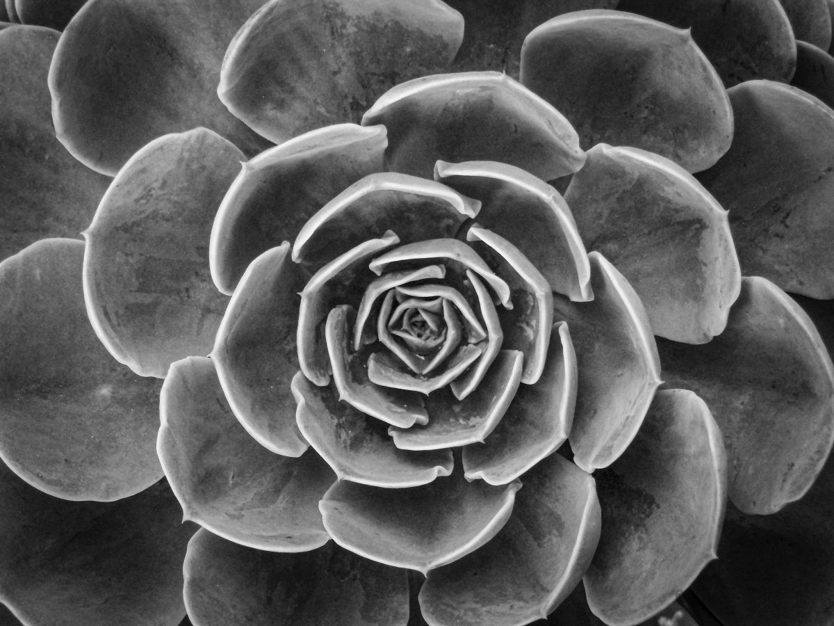 Monochrome plant | GANREF