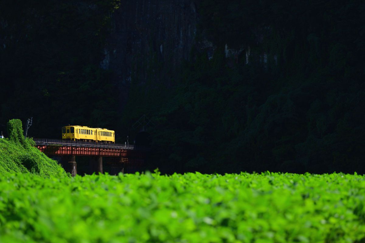 Particular Yellow | GANREF