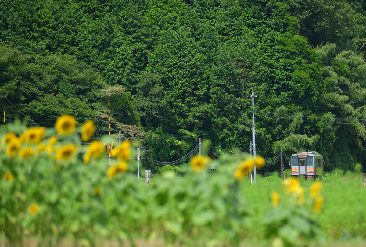 Let out a cheer | GANREF