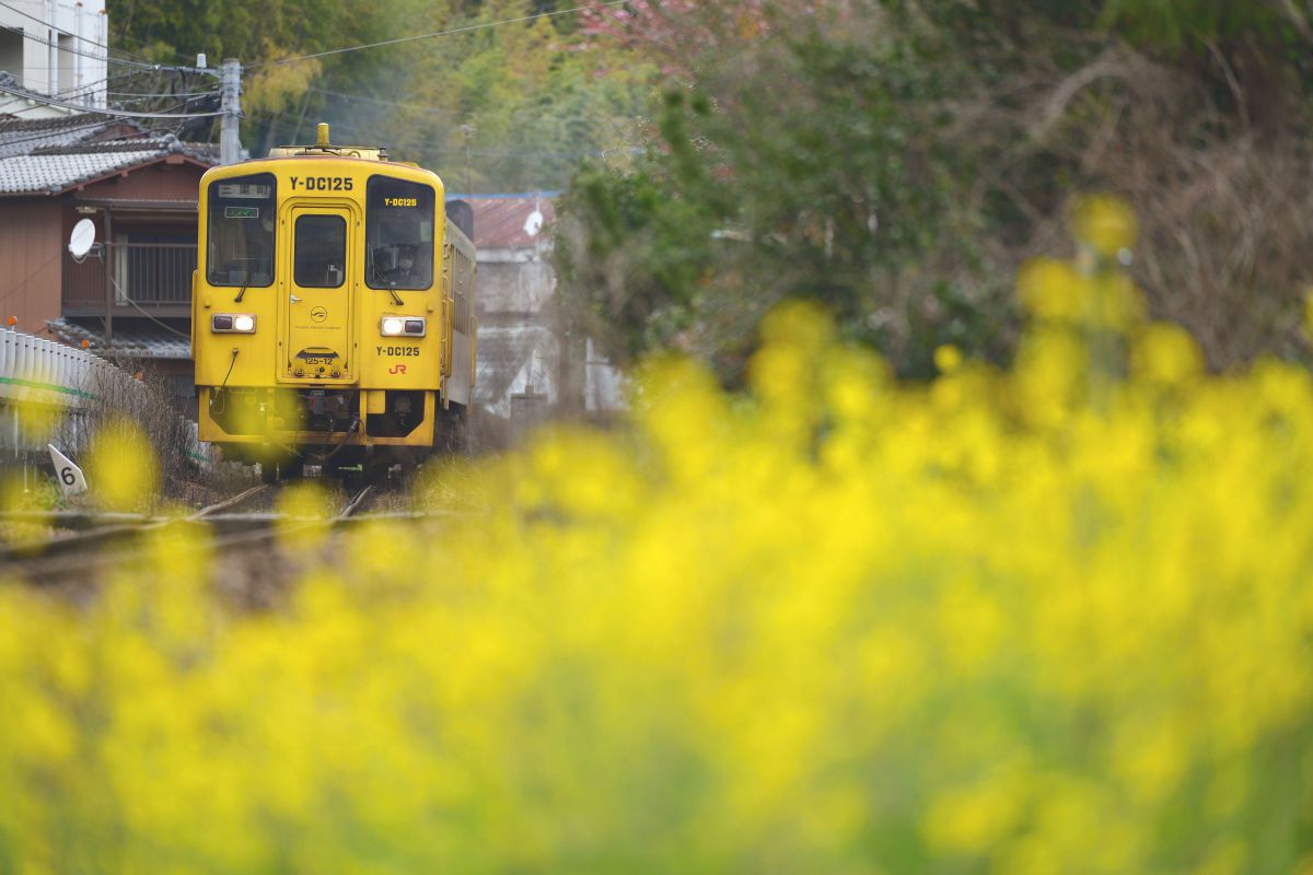 Spring Yellow | GANREF