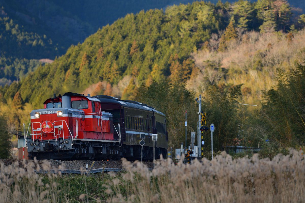 DDがんばる | GANREF