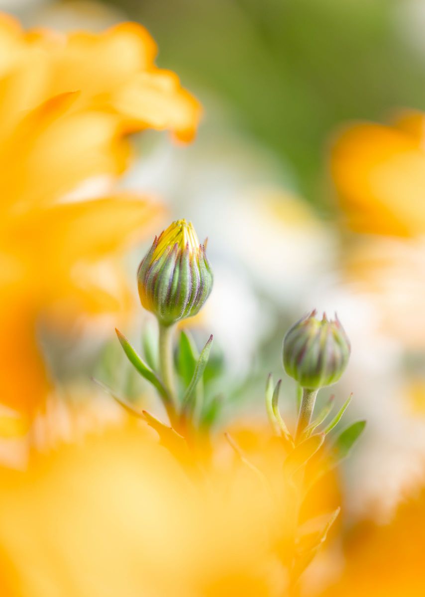 これからの未来 | GANREF