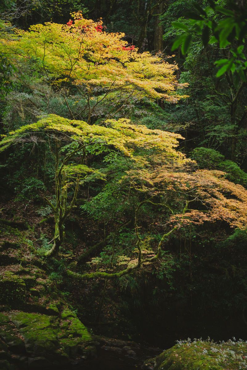 色づきグラデーション | GANREF