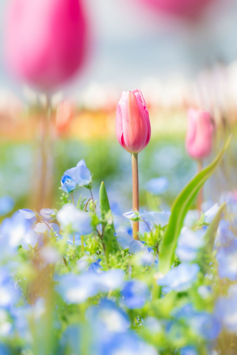 陽光の下で | GANREF