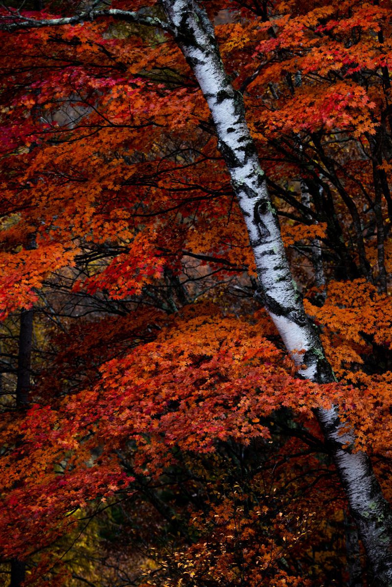 モミジを生やした白樺 | GANREF