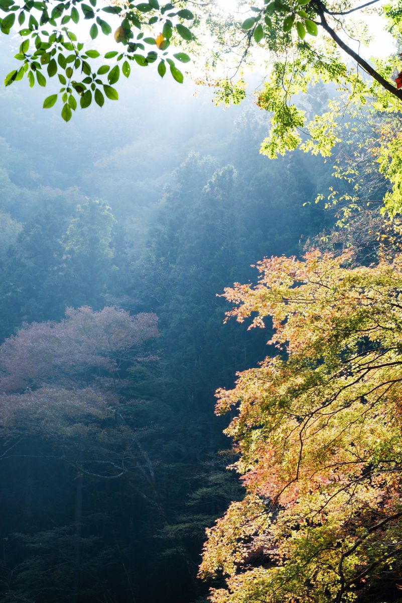 新緑・紅葉・スポットライト | GANREF