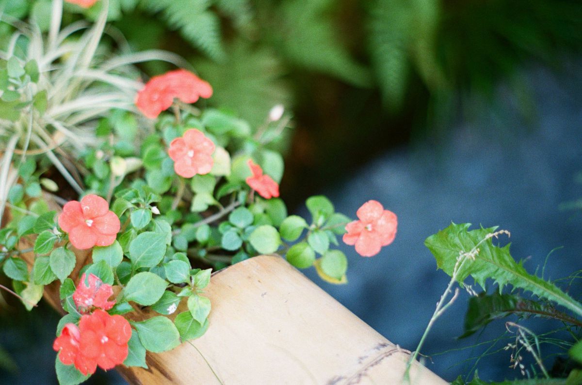 film photo - 02 | GANREF