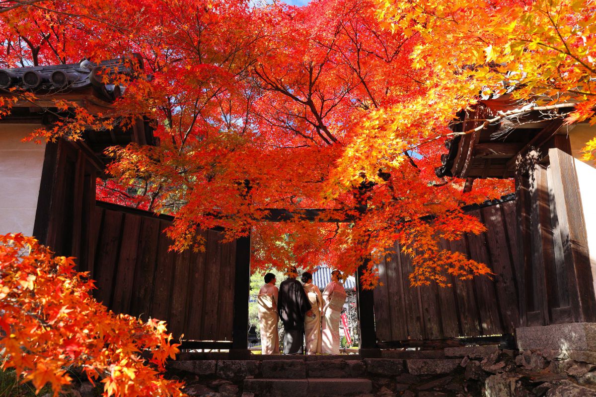 紅葉の下で | GANREF