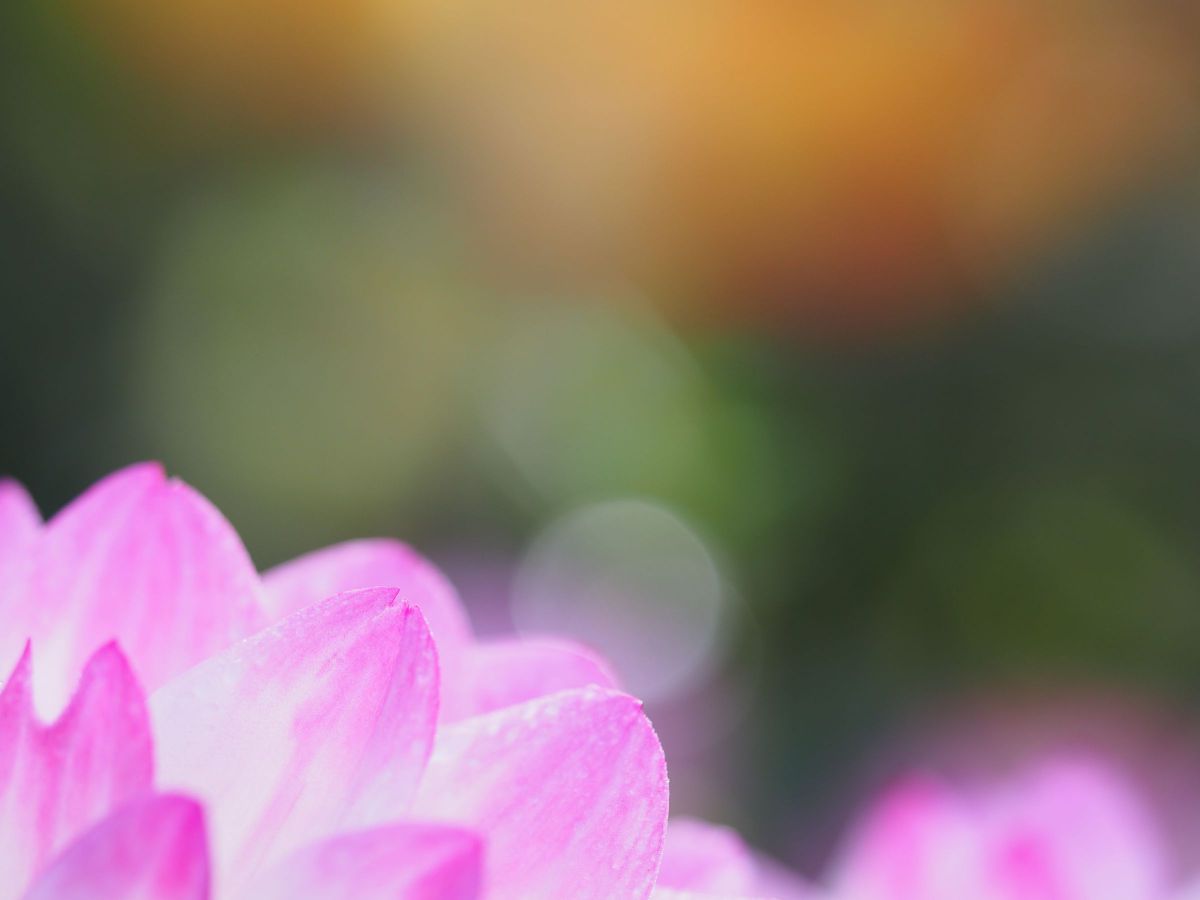 ダリア2022_7 | GANREF