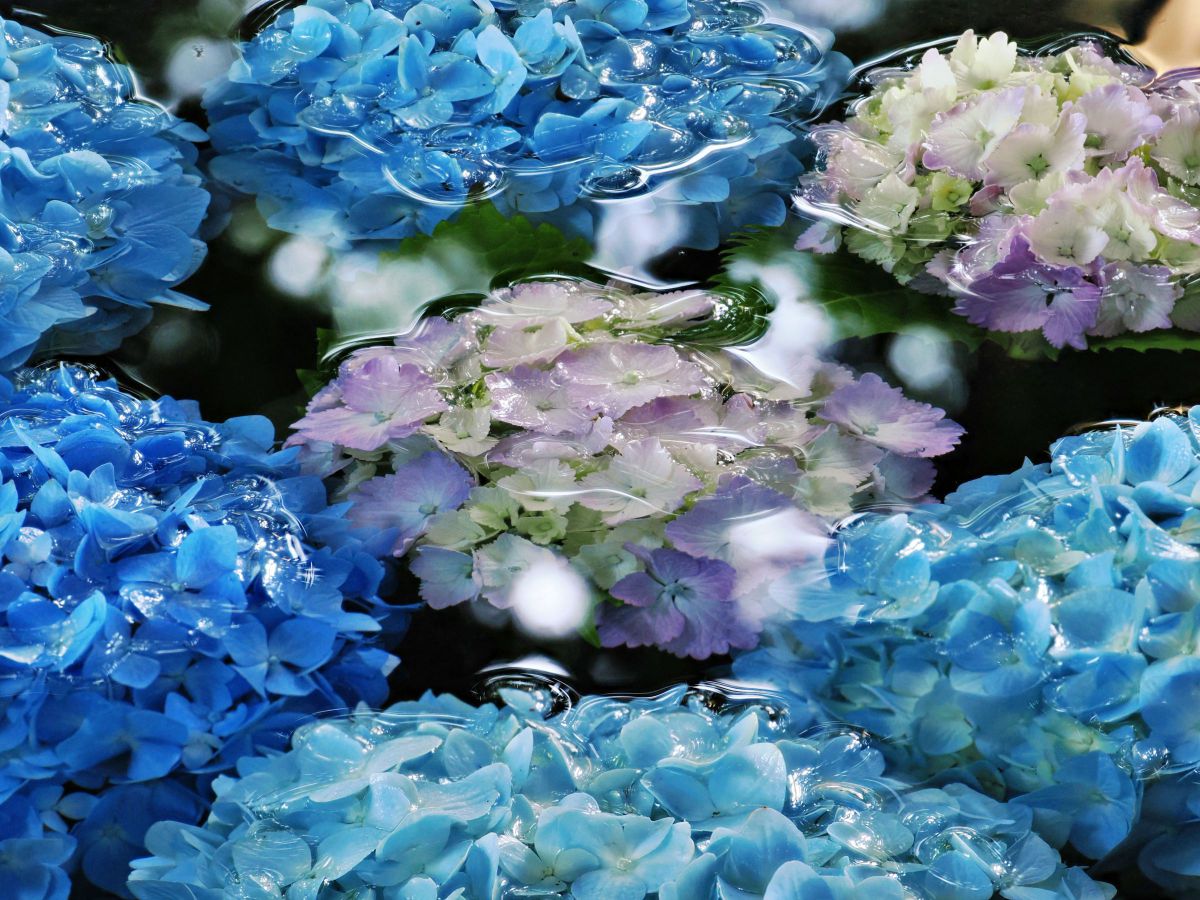 花手水の景色2024_6 | GANREF