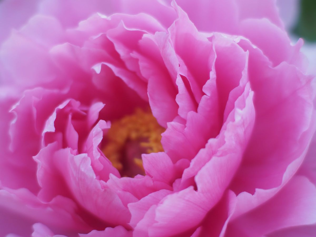 牡丹2025_5 | GANREF