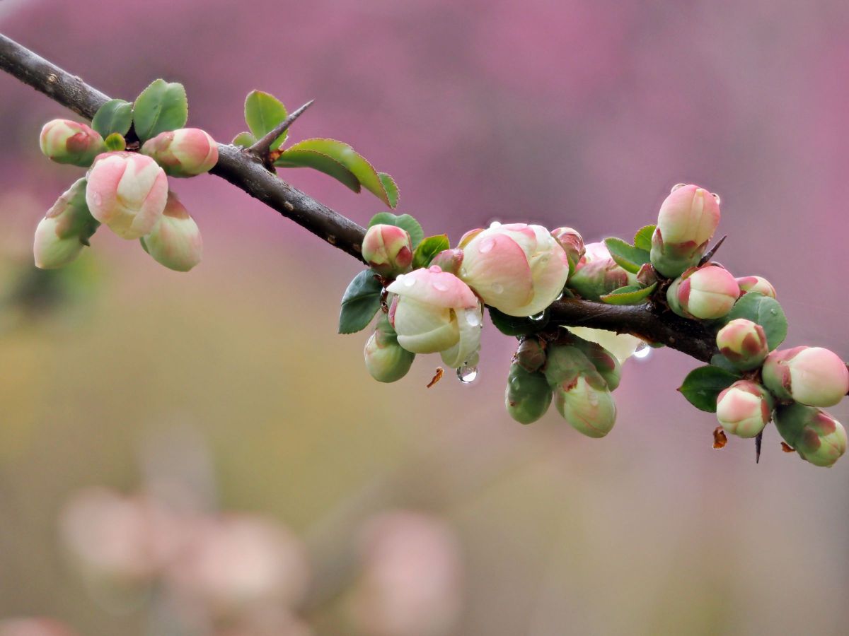 更紗木瓜2025_1 | GANREF