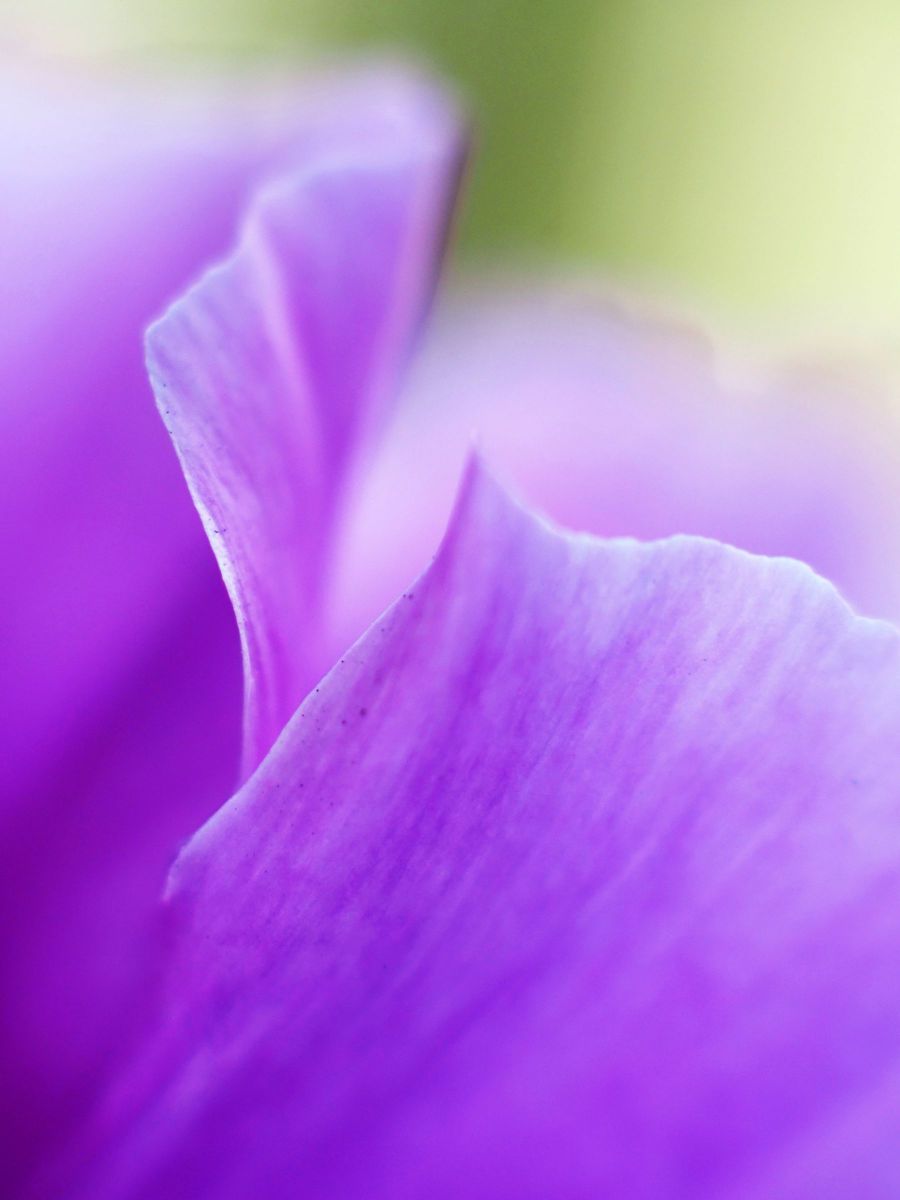 牡丹マクロ_2024_5 | GANREF