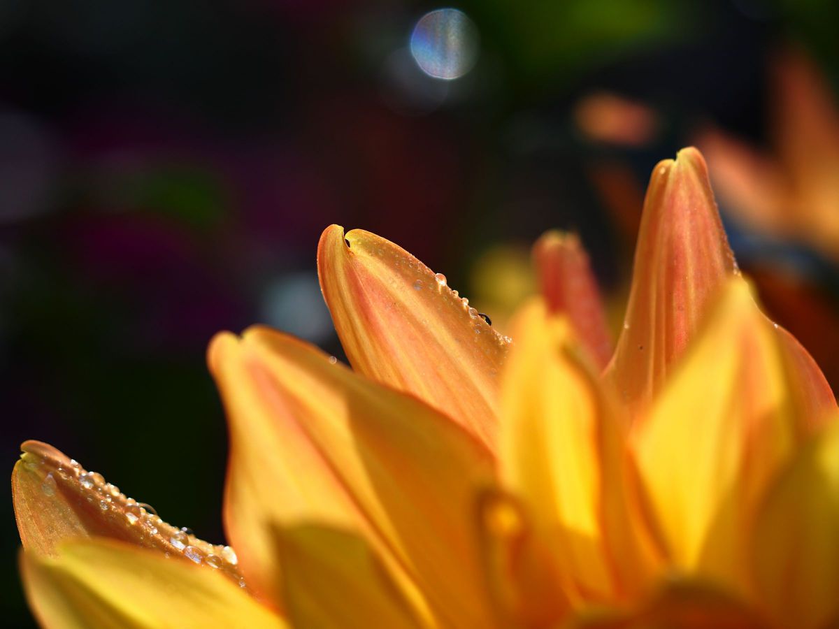 ダリア2022_7 | GANREF