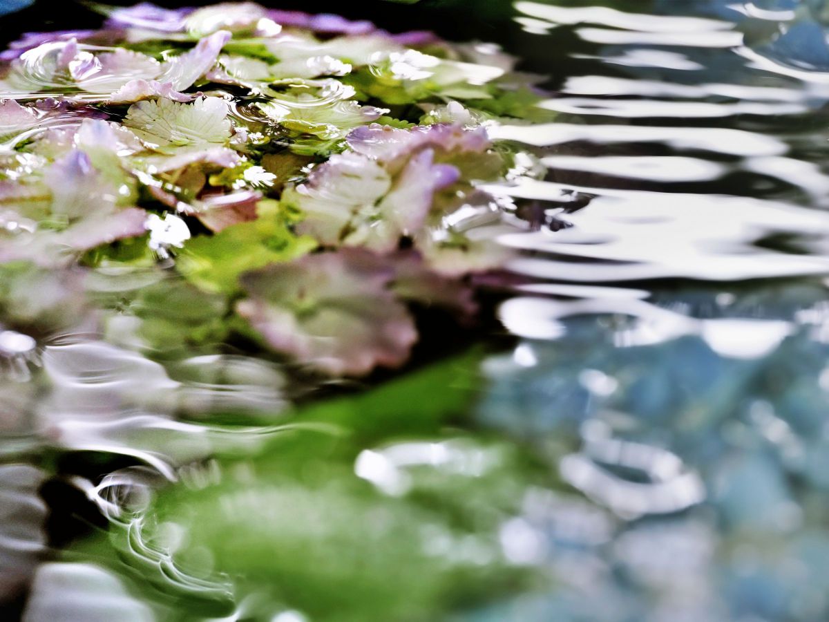 花手水の景色2024_8 | GANREF