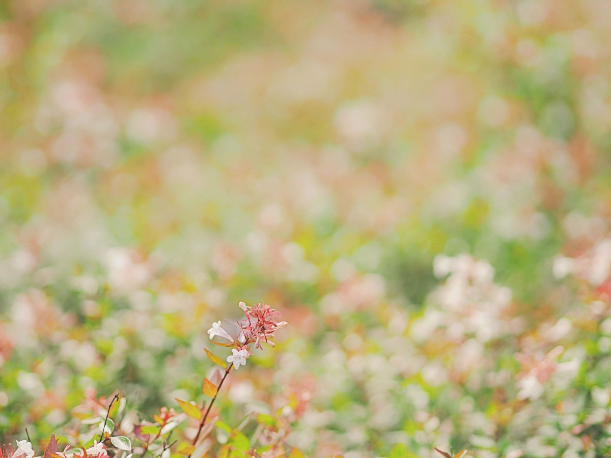 アベリア2024_3 | GANREF