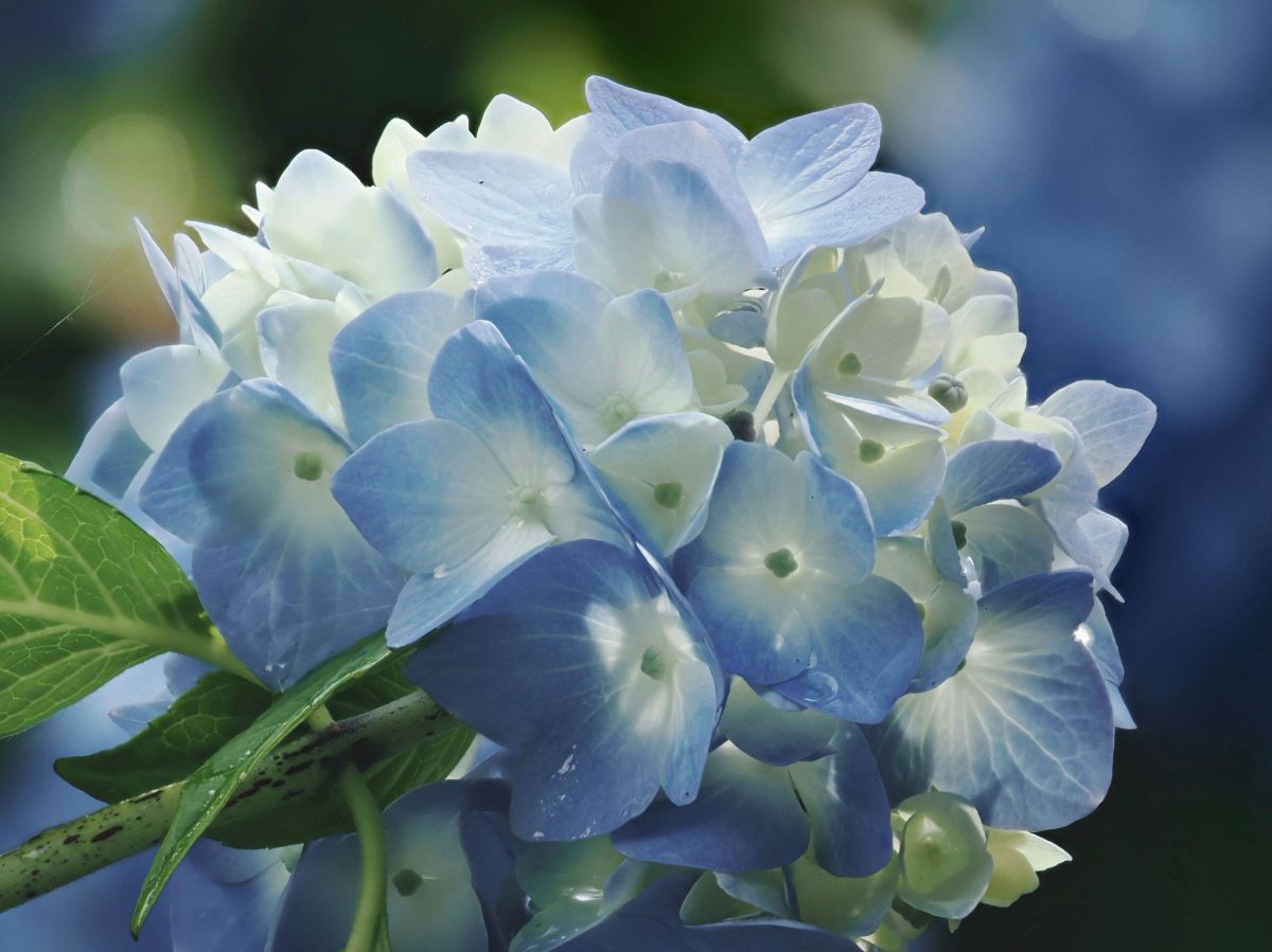 紫陽花2025_6 | GANREF