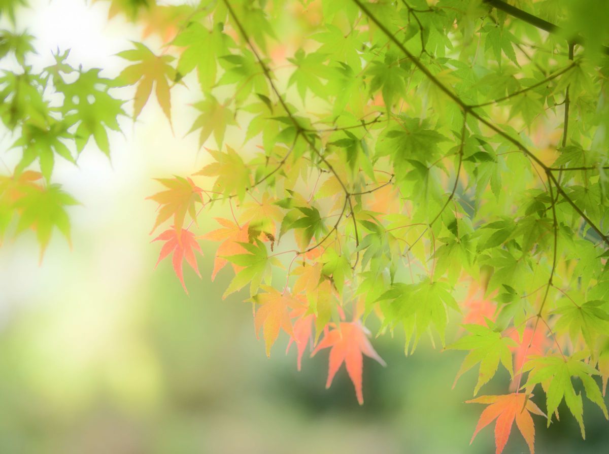 大山参道2022_7 | GANREF