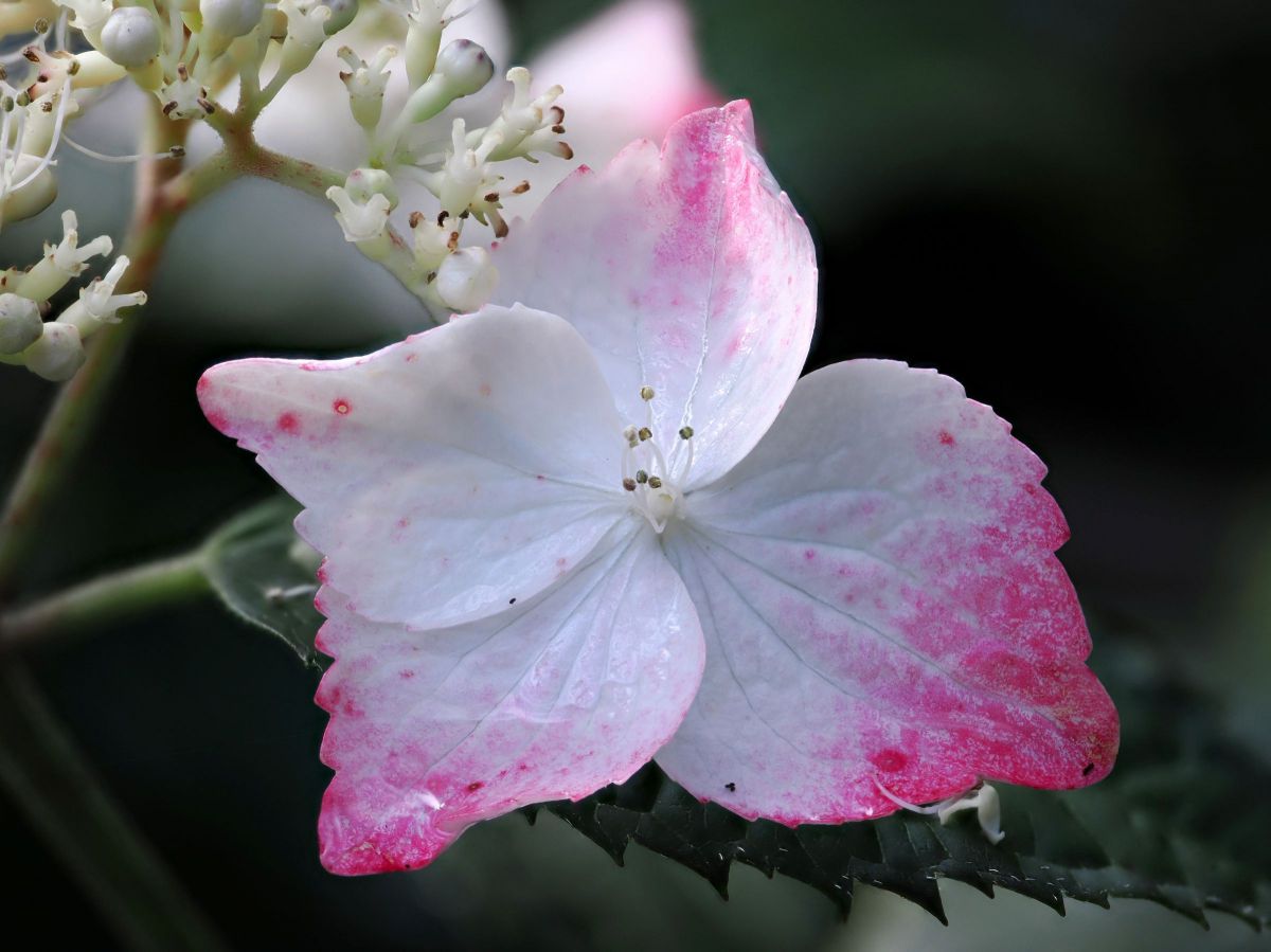 紫陽花2025_8 | GANREF